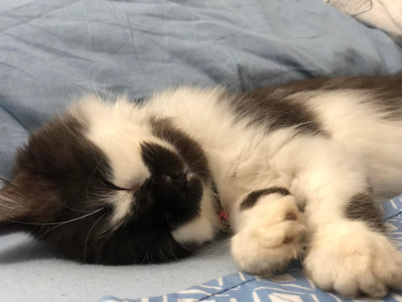 Adoption Tails – Patch - PETWITHIT