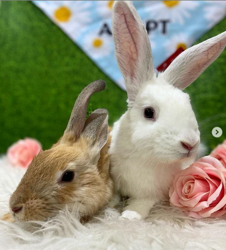 Rabbits for Adoption in UAE - PETWITHIT
