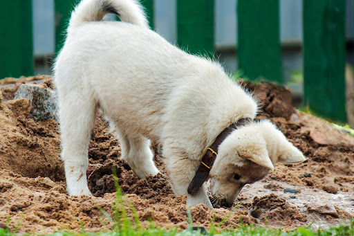 How to Stop Your Dog from Digging - PETWITHIT