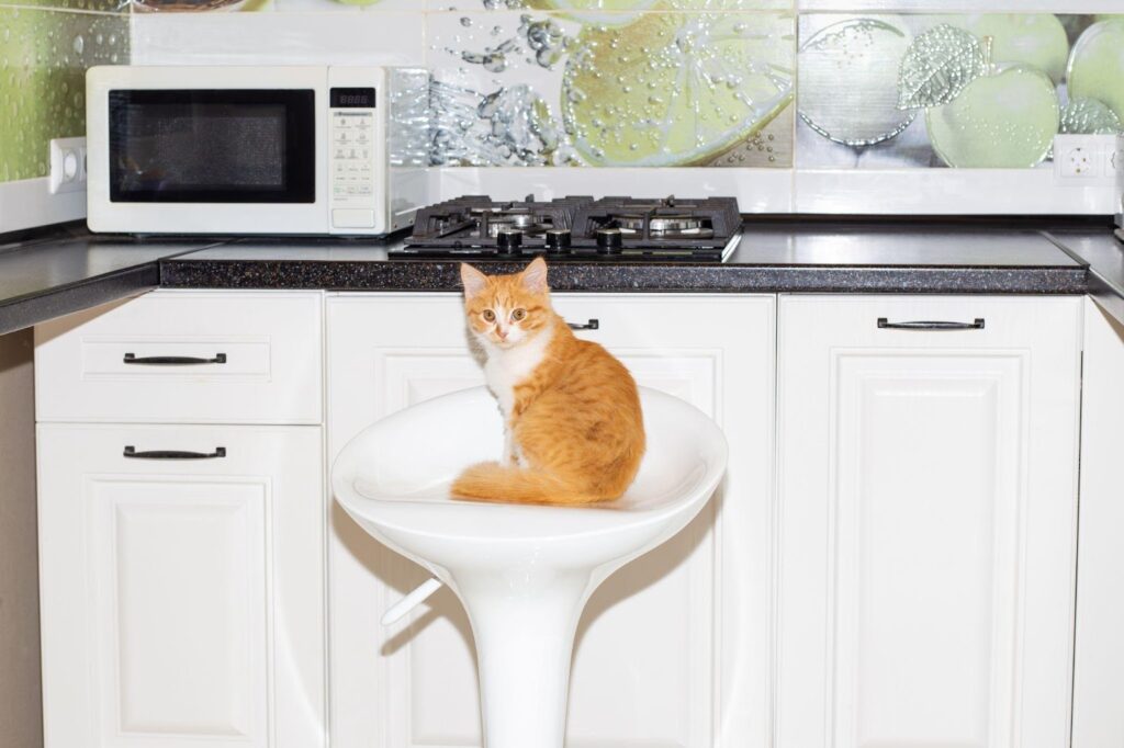 How to Design a Pet Friendly Kitchen That’sFashionable and Functional ...