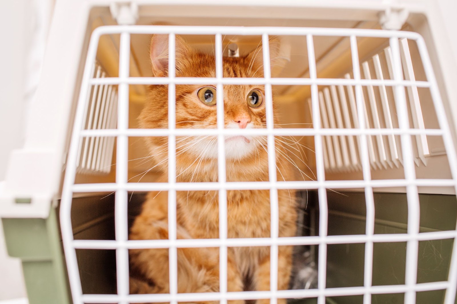 The Guide to TNR for Cats: What You Should Know About This Life-Saving ...