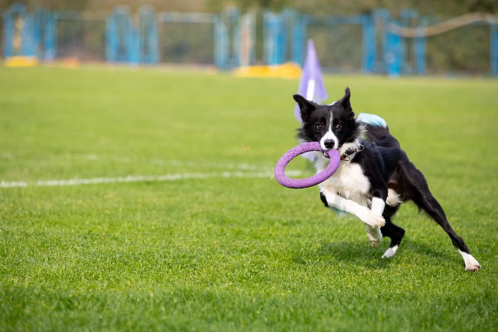 A Step-by-Step Guide on How to Teach a Dog to Fetch - PETWITHIT